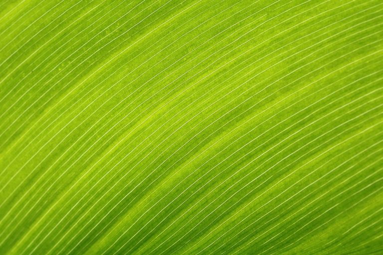 Green Chartreuse Recipe – Chartreuse & Amaro DIY