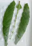 Green Chartreuse Recipe – Chartreuse & Amaro DIY